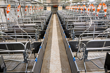 Pig Penning & Management